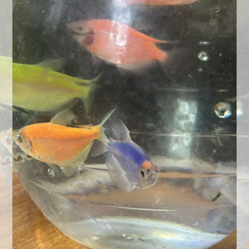 Тернеции glofish