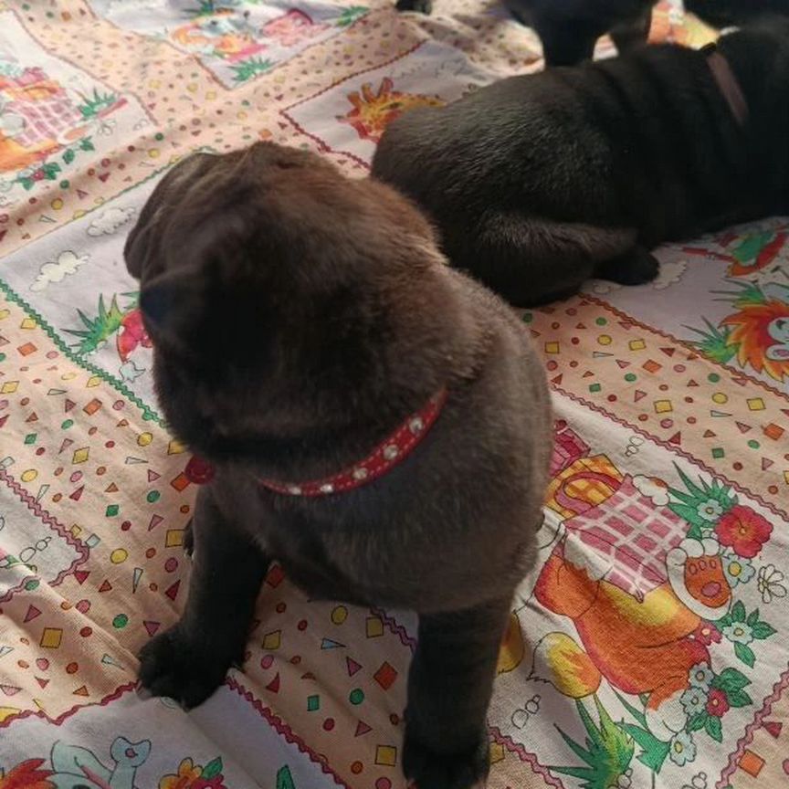 Шарпей, щенок