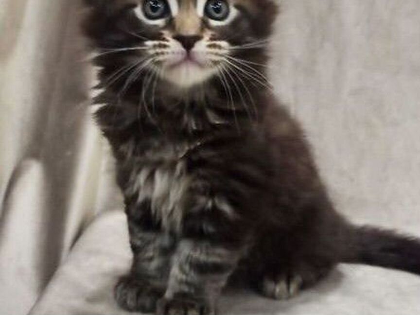 Котята мейн-кун n22