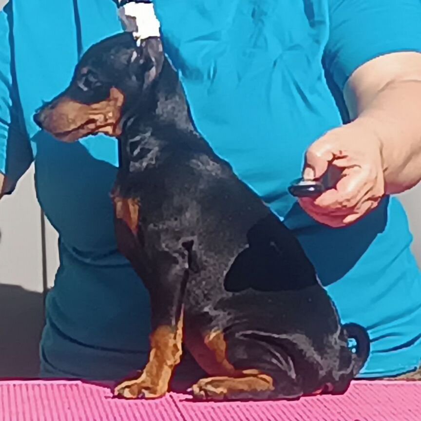 Девочка цвергпинчер