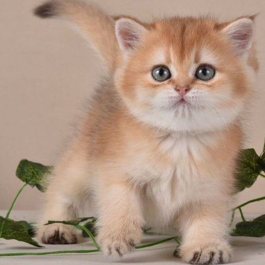 Британский короткошёрстный котёнок