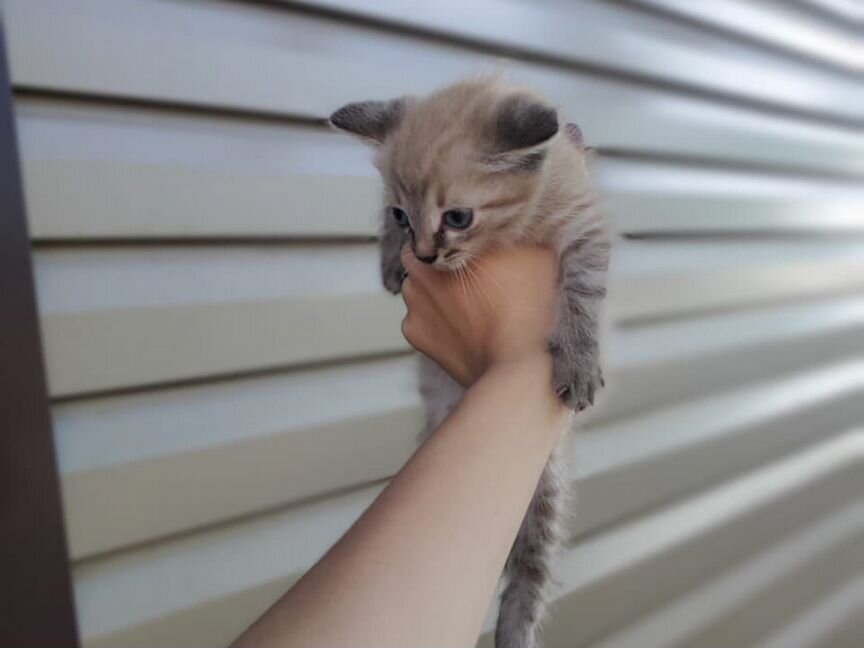 Отдам вислоухого котенка
