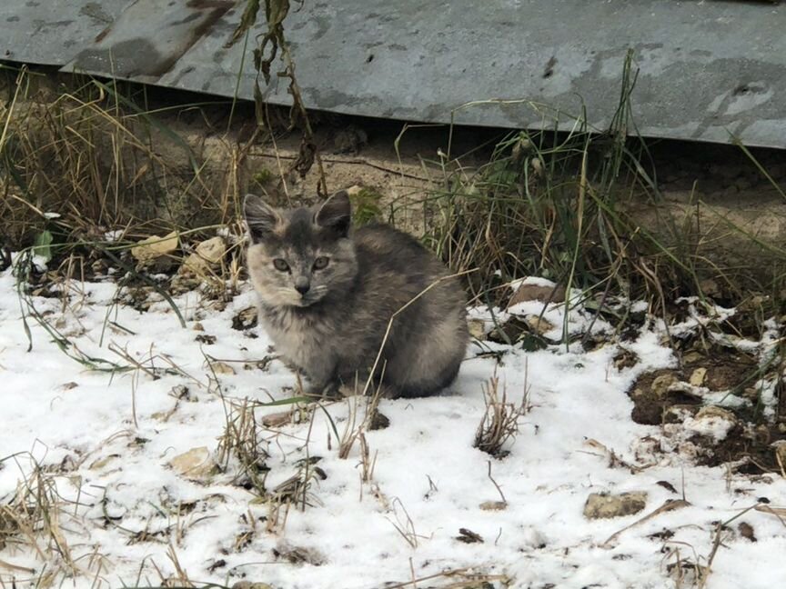 Котенок