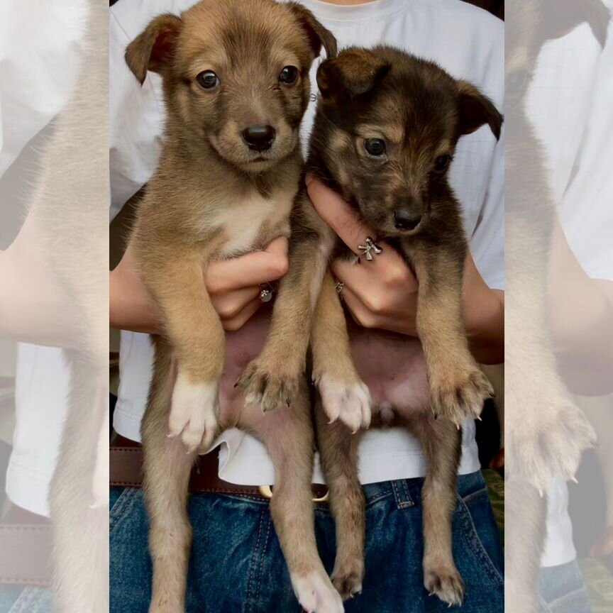 Щенок в добрые руки