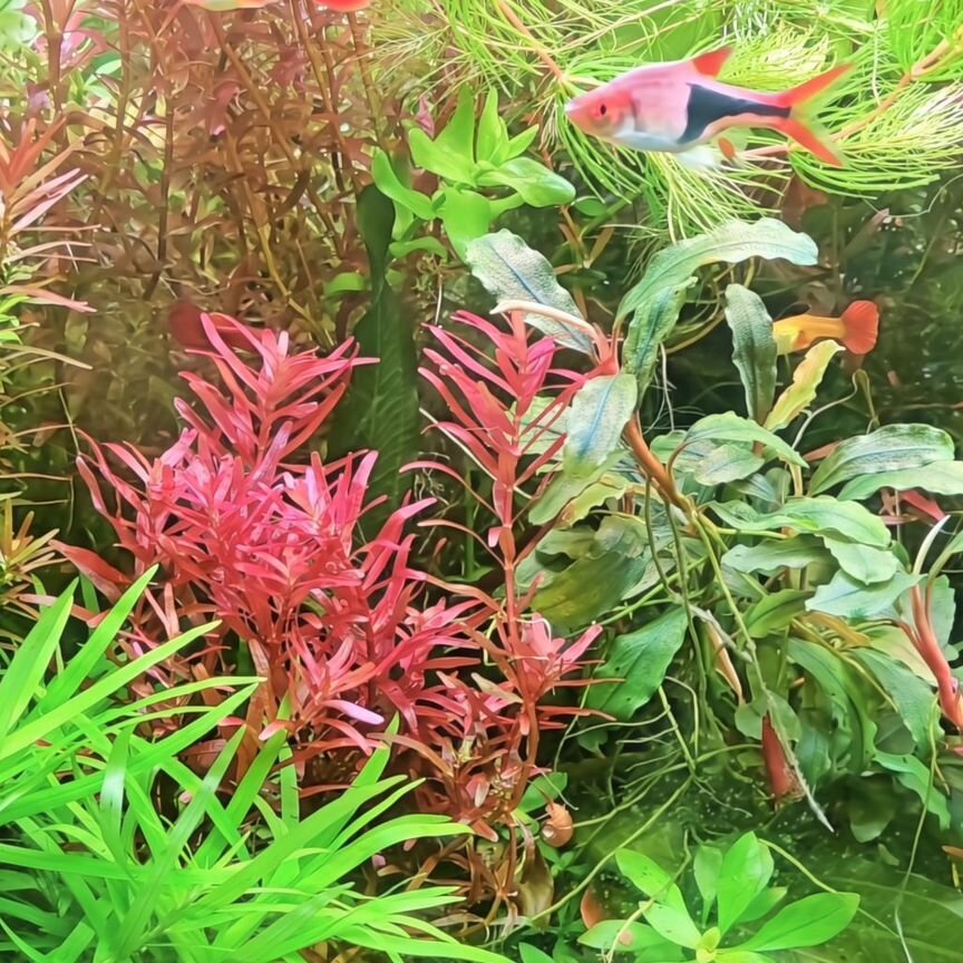 Аквариумные растения