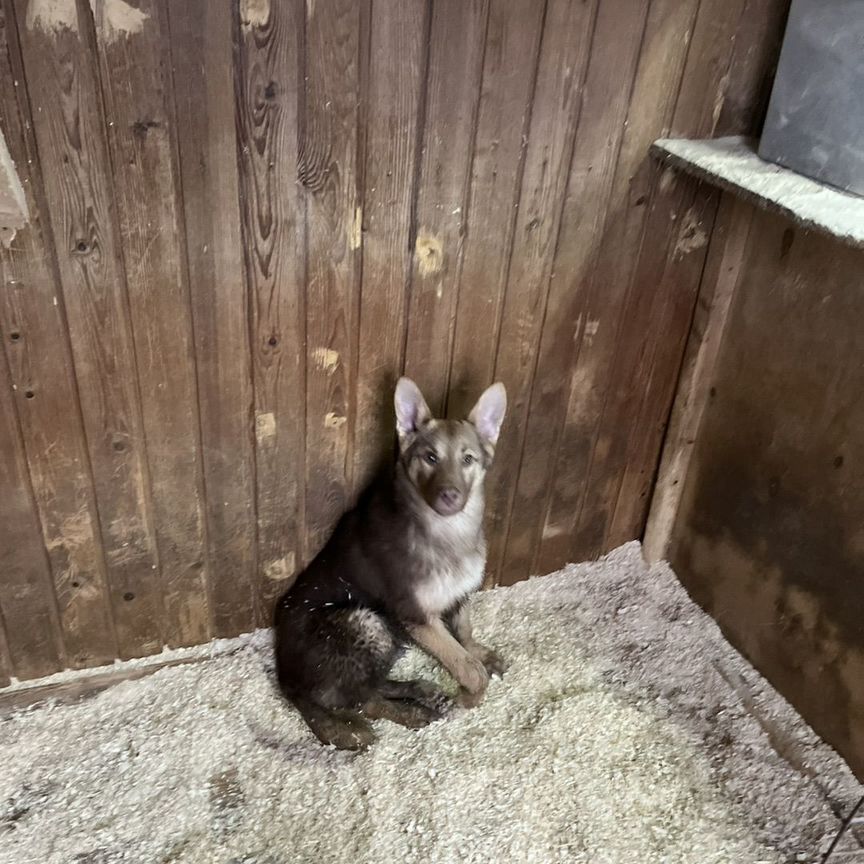 Ищем семью щенку Шоко