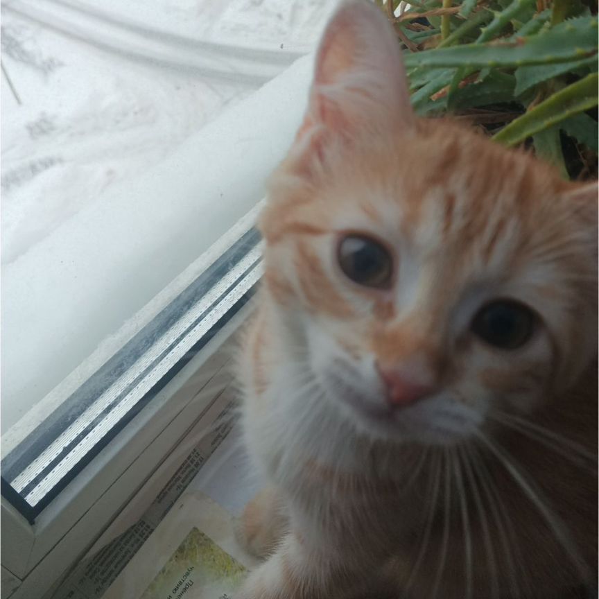 Котёнок в добрые руки