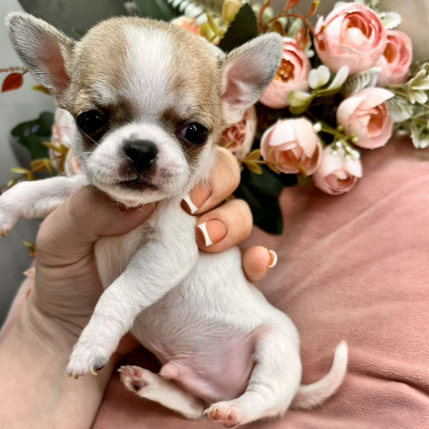 Чихуахуа Супер мини Мальчик