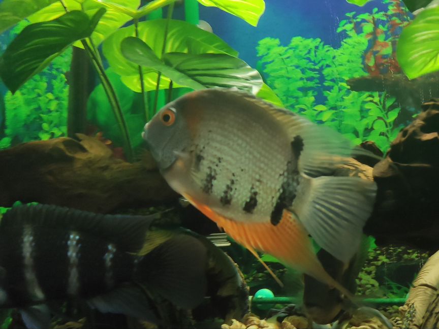 Северум Красноплечий