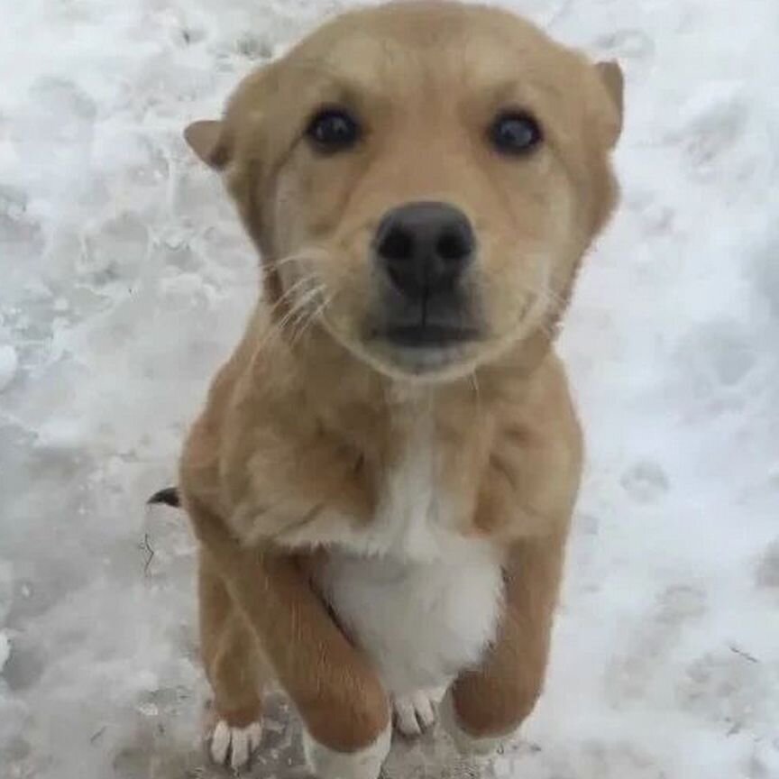 Щенок в добрые руки