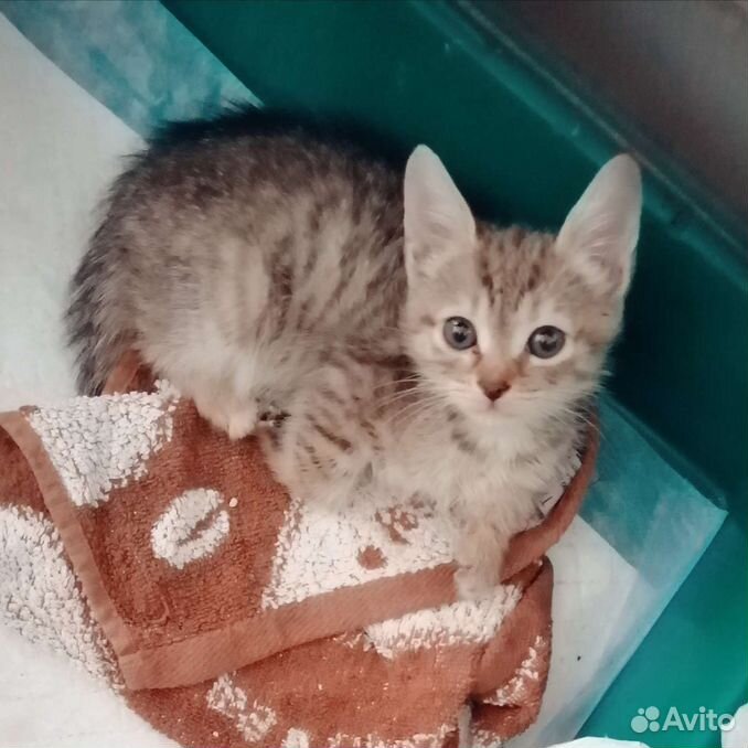 Кошечка, 6 недель,ищет дом