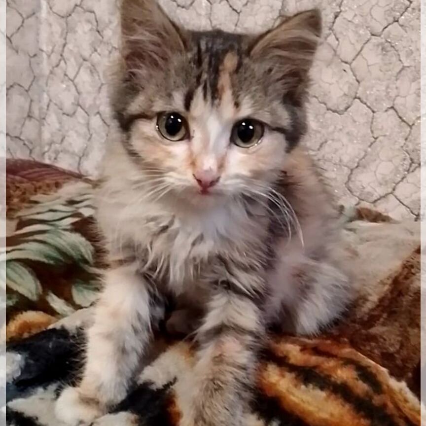 Трехцветный котенок