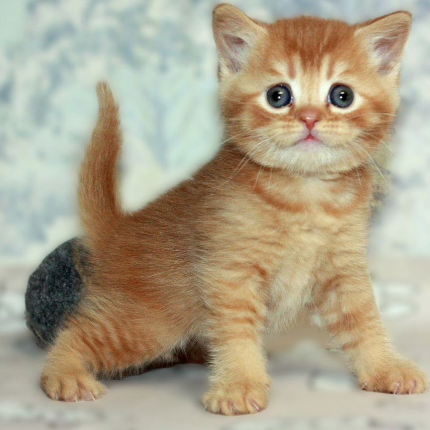 Скоттиш страйт рыжий пацан