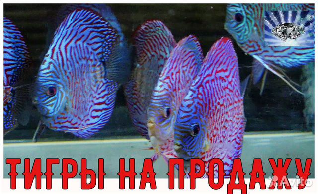 Дискусы Супер тигры