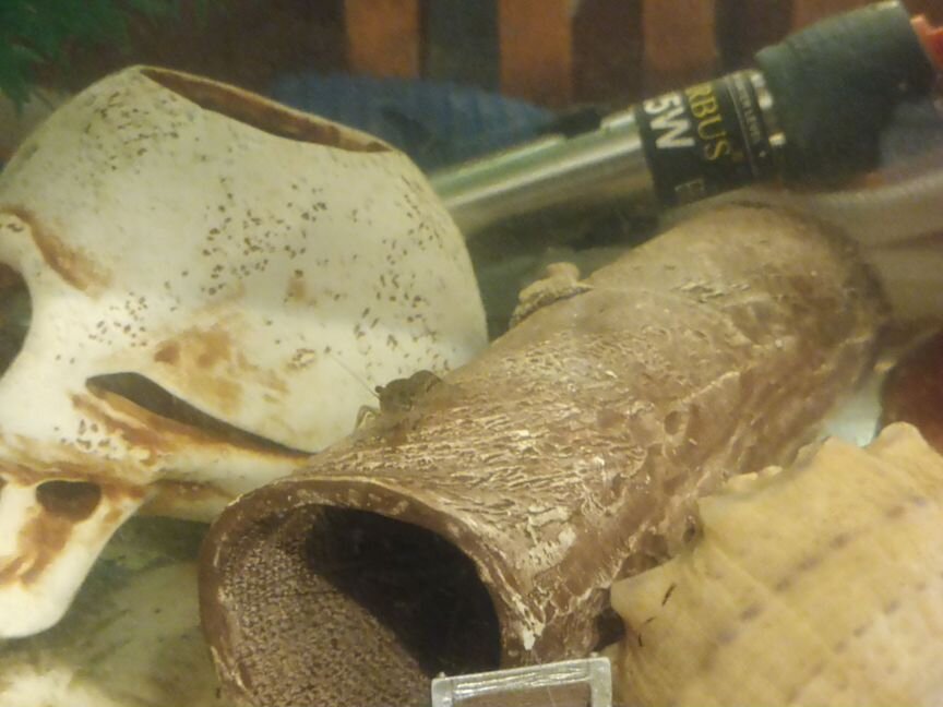 Продам раков живых