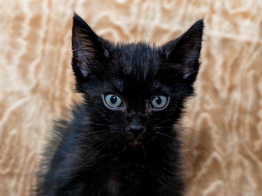 Маленький котенок бесплатно