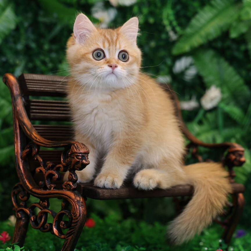 Котенок шоколадное золото