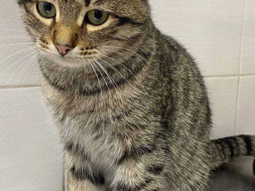 Котик