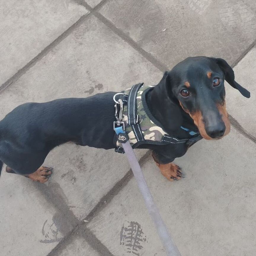 Такса, взрослый пёс