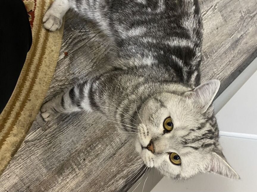 Мраморный британец,вязка