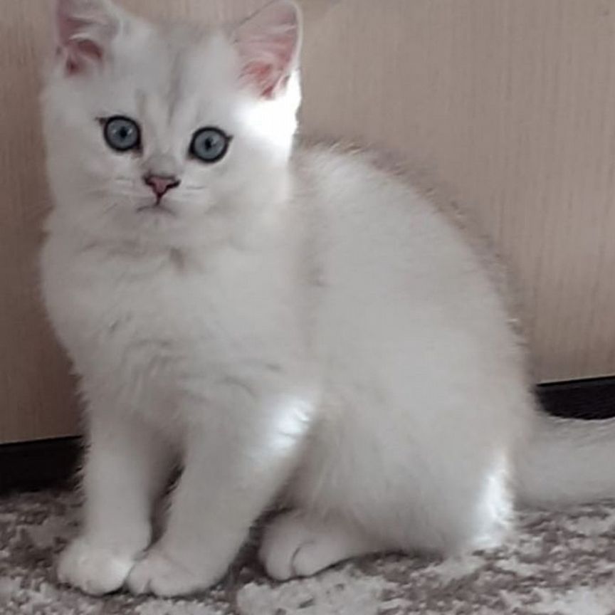 Британские котята золотая шиншилла