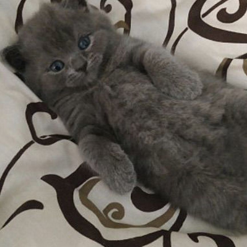 Шотландские котята