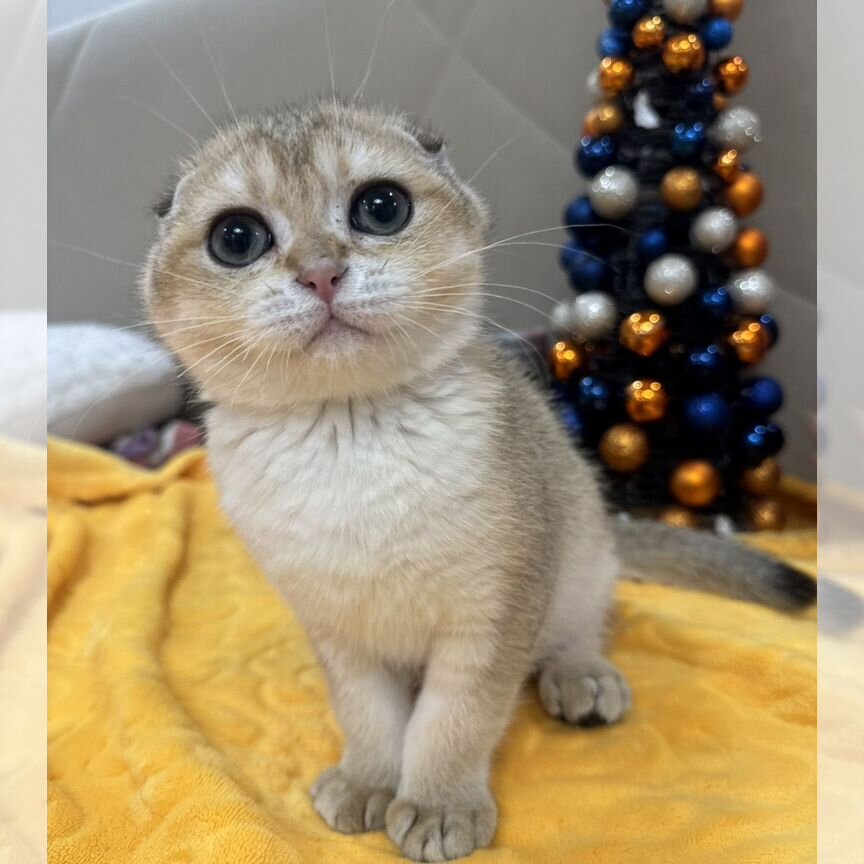 Шотландский вислоухий короткошёрстный котёнок