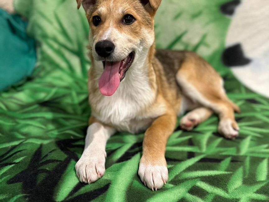 Малышка Буся в доброе руки