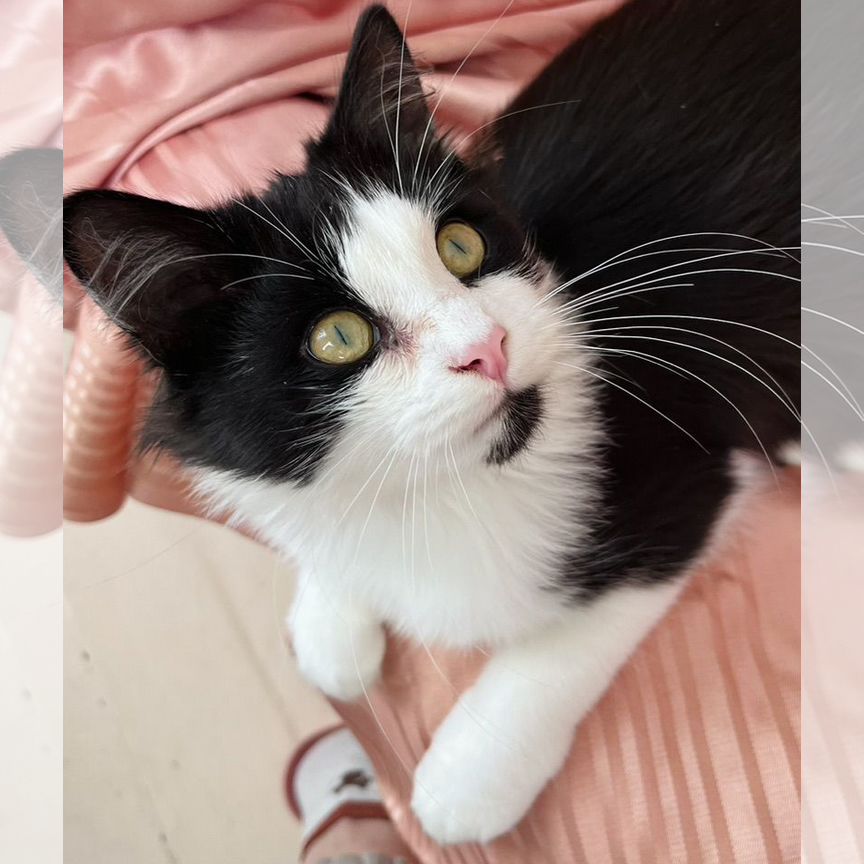 Котенок ищет дом