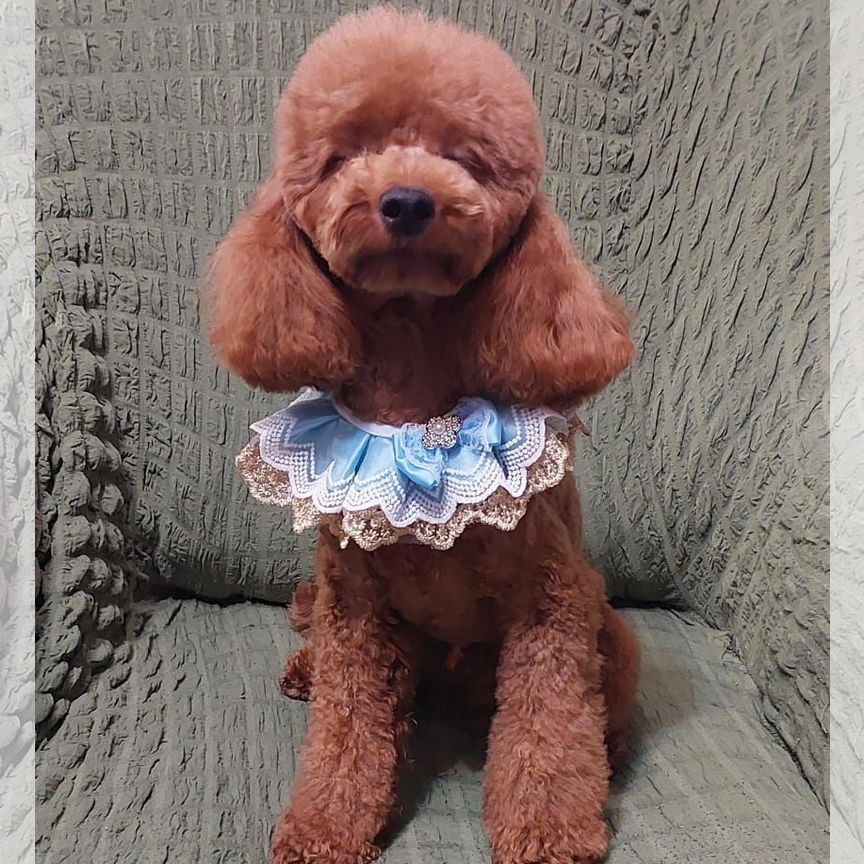 Той-пудель, шикарный красный мальчик приглашает да