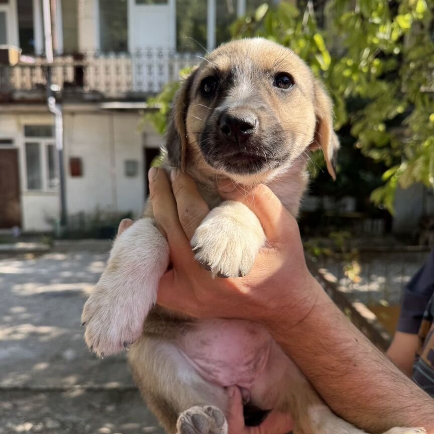 Щенок девочка в добрые руки