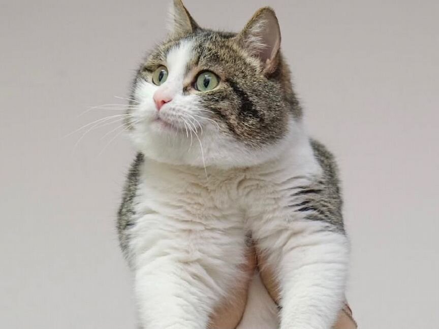 Котик Стинг умняга и добрюша