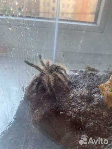 Паук птицеед