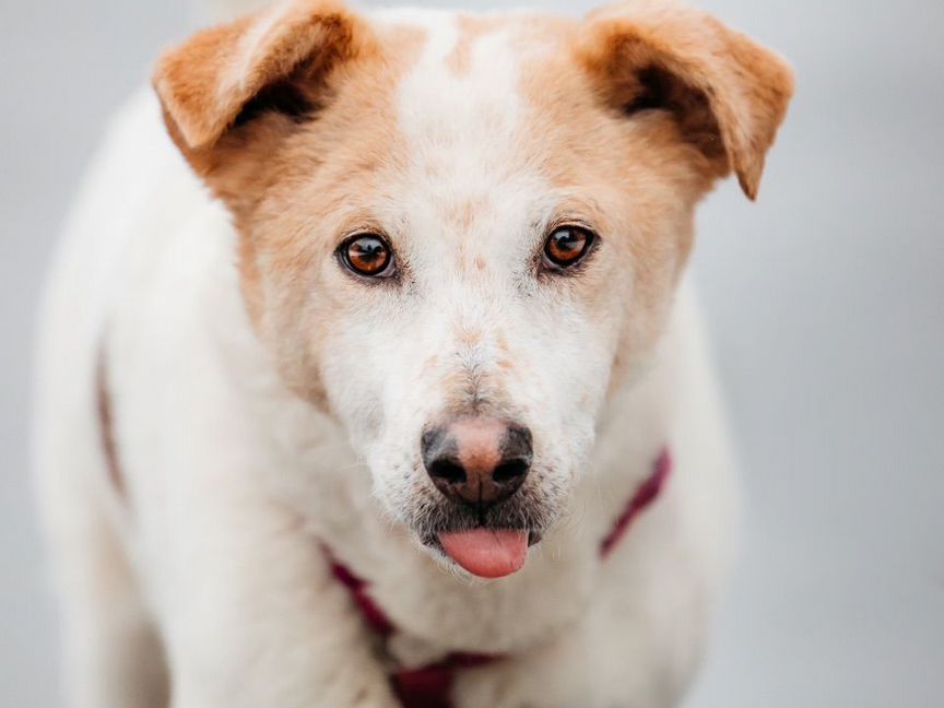 Собака в добрые руки