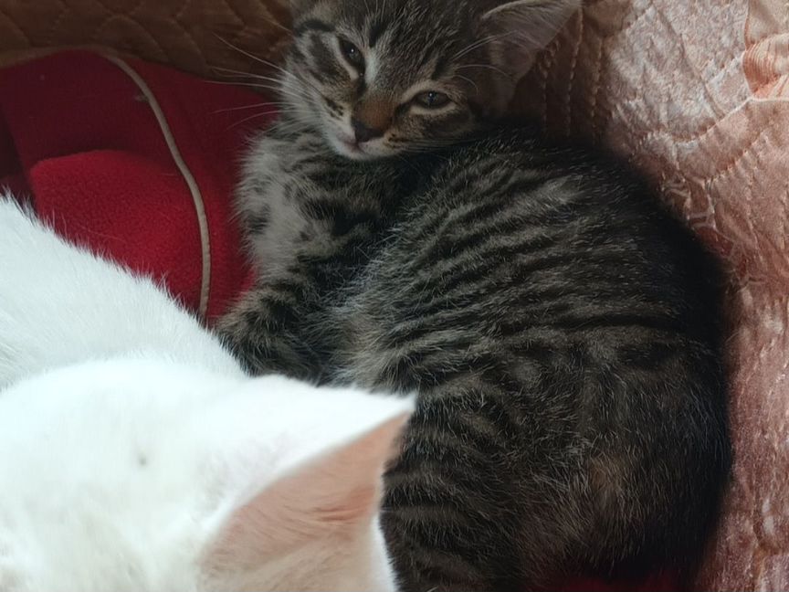 Кошка в дар