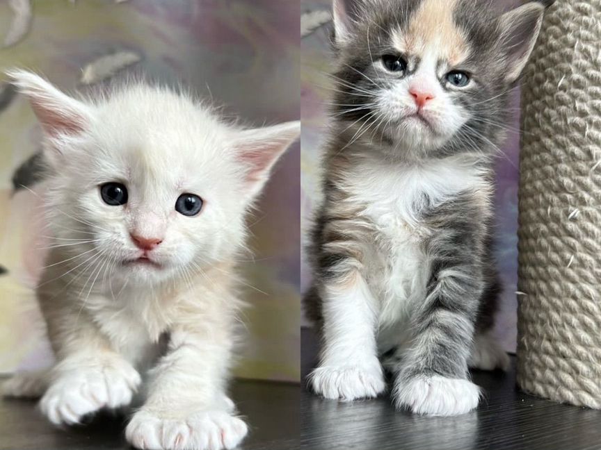 Котята мейн-кун
