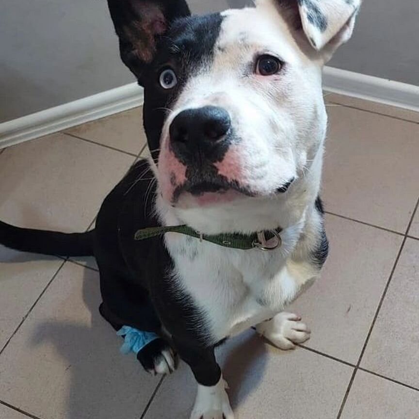 Грей разноглазый кастрированный