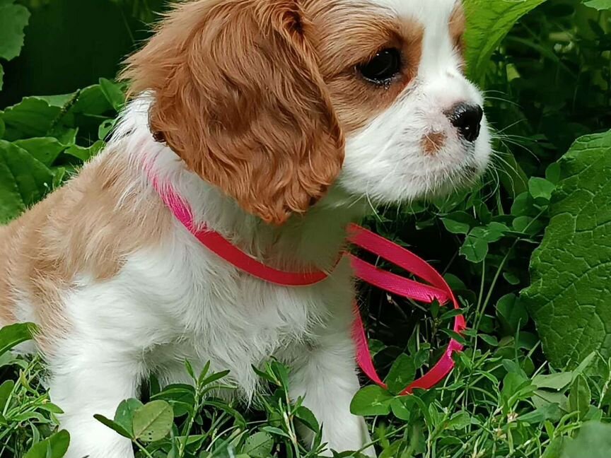 Щенки Кавалер Кинг Чарльз Спаниеля