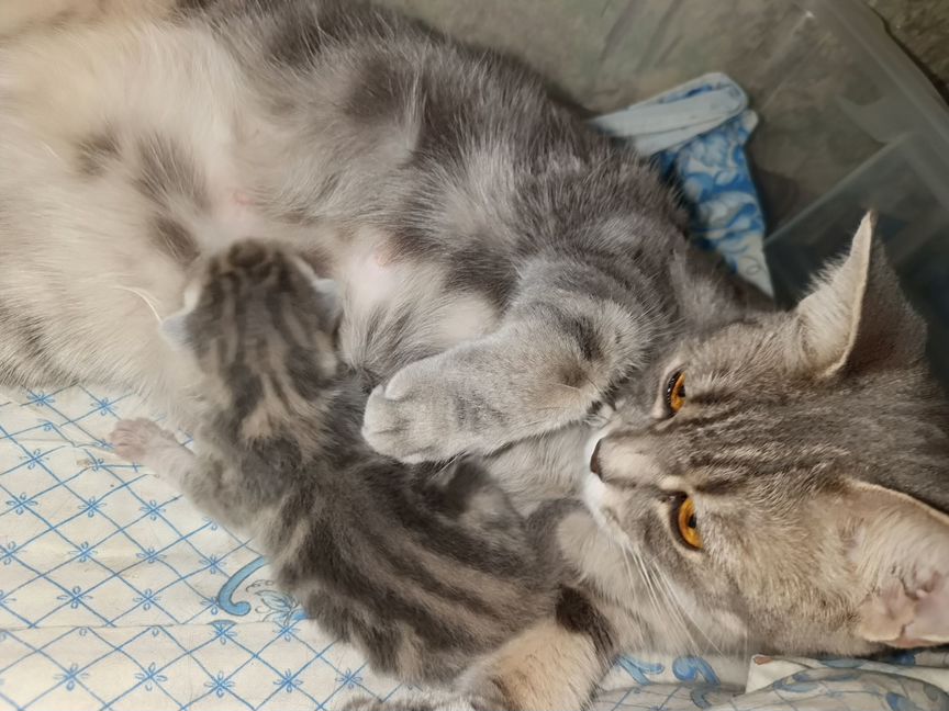 Шотландские котята