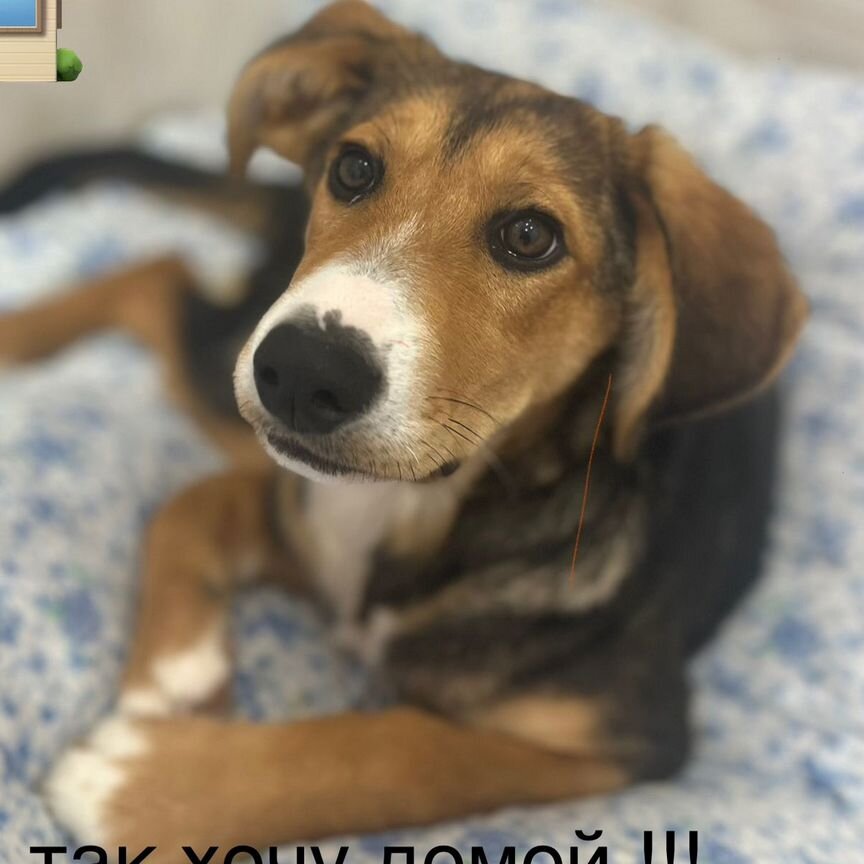 Щенок в добрые руки