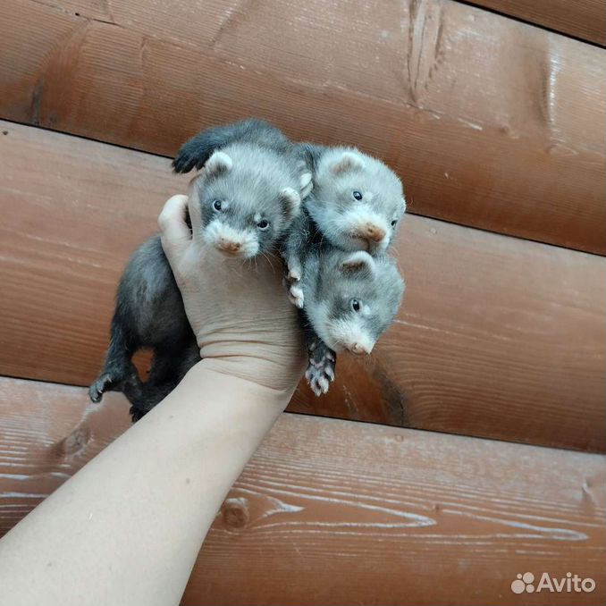 Хорёк. Хорьки. Фретки. Доставка