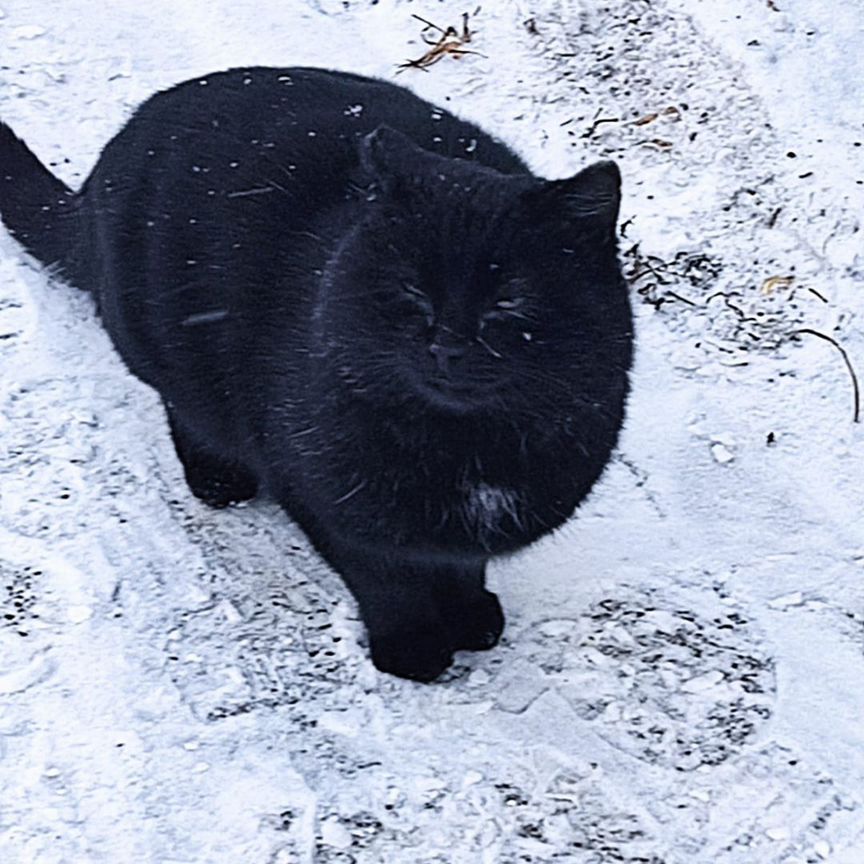 Котику нужен дом