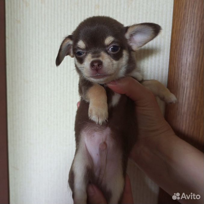 Щенки чиахуахуа шоколадные