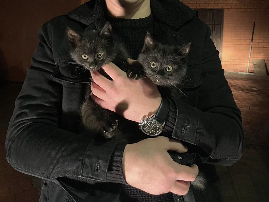 Котята в добрые руки