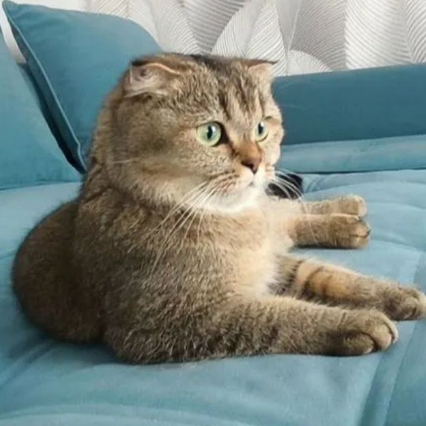 Шотландская золотая шиншилла