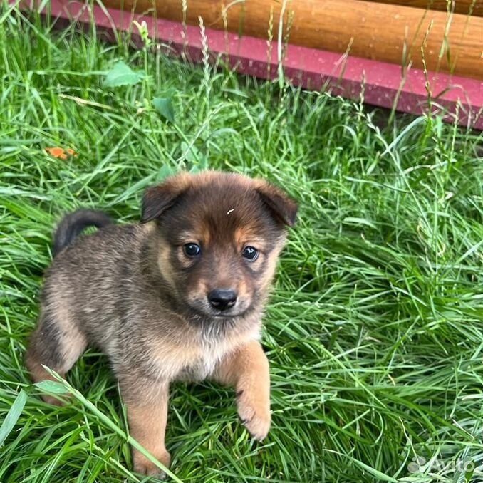 Карело финская лайка