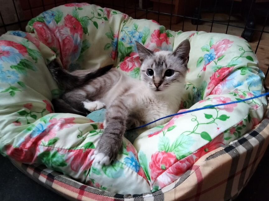 Котенок с голубыми глазами в добрые руки