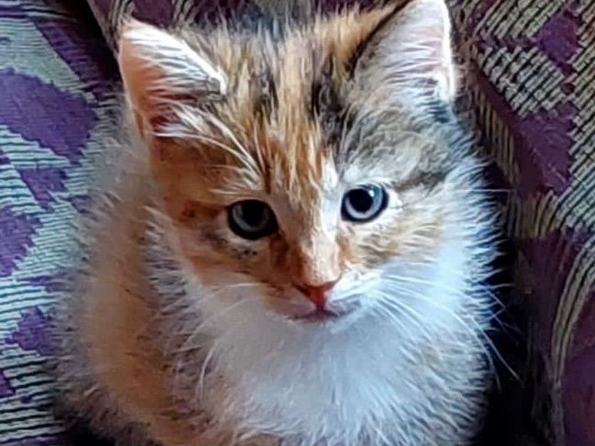 Кошечка 2мес