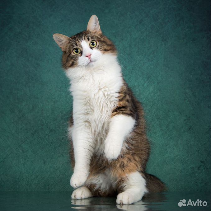 Молодой пушистый котик в дар