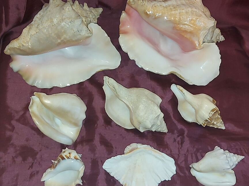 Морские раковины и ракушки Карибского моря